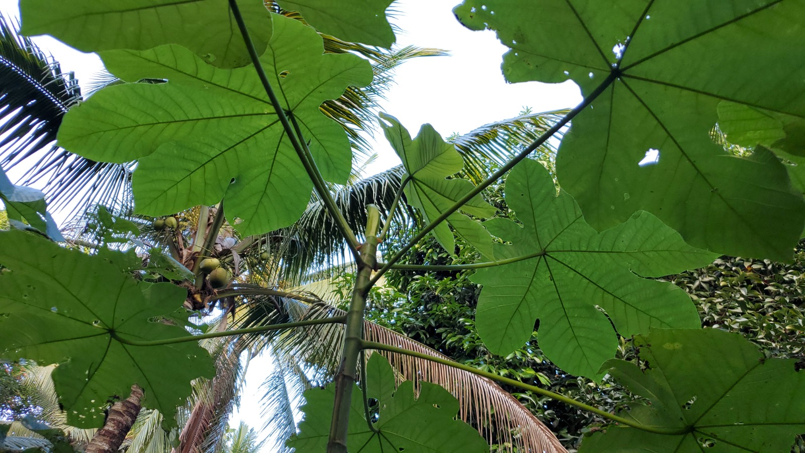 Jamaican Trumpet Tree What Are The Health Benefits jamaican-trumpet-tree-what-are-the-health-benefits